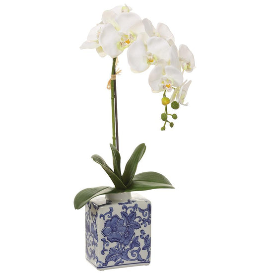 Floral - Phalaenopsis Orchid Plant - Cream - 22in – Findlay Rowe Designs